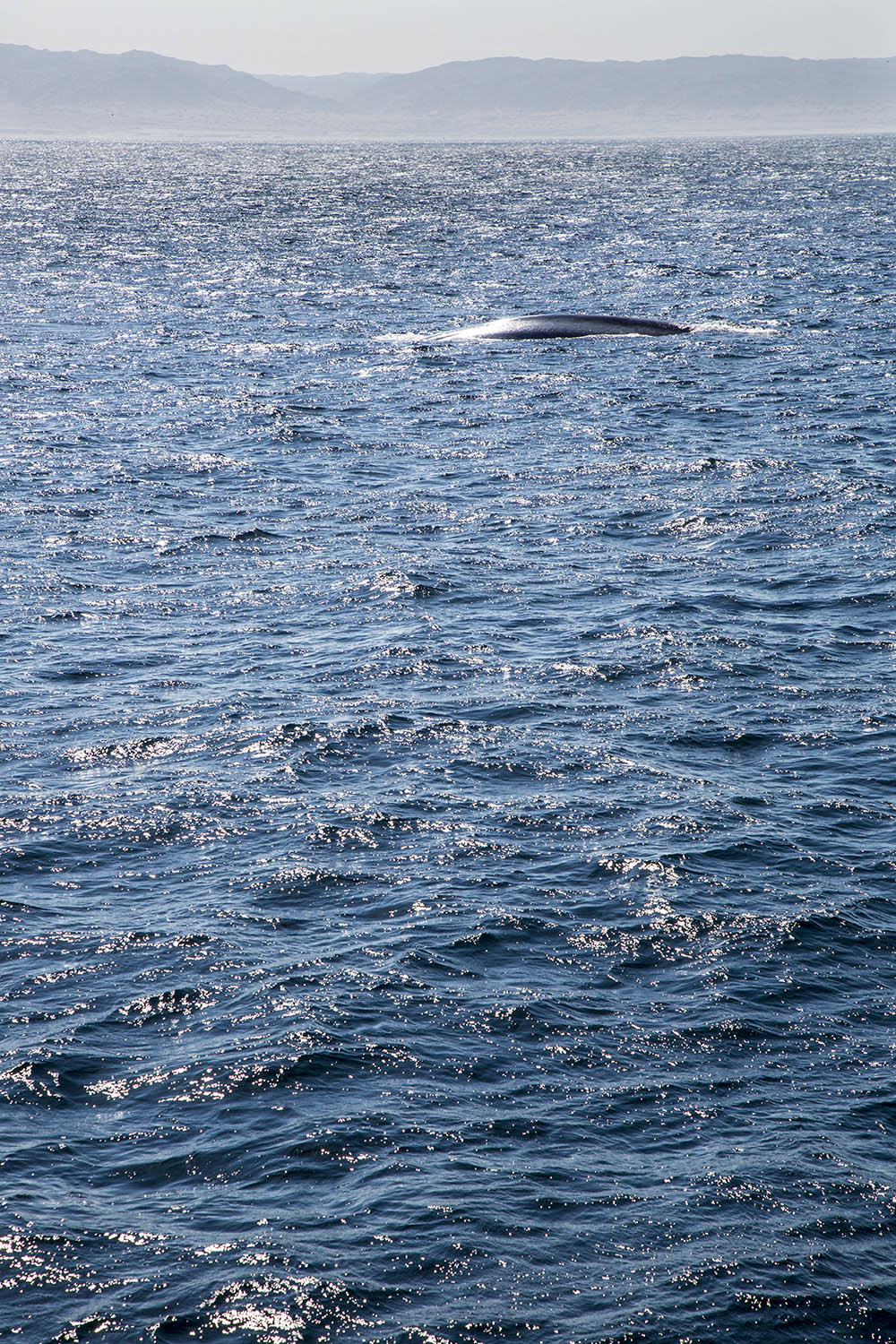 Peaceful bestiary in the Pacific. - Race For Water